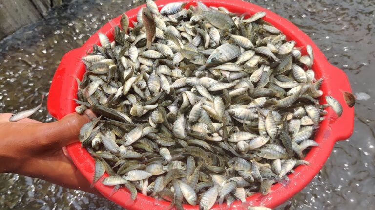 Bangla Krishi Khamar - Best Fish Seed Hatchery In India