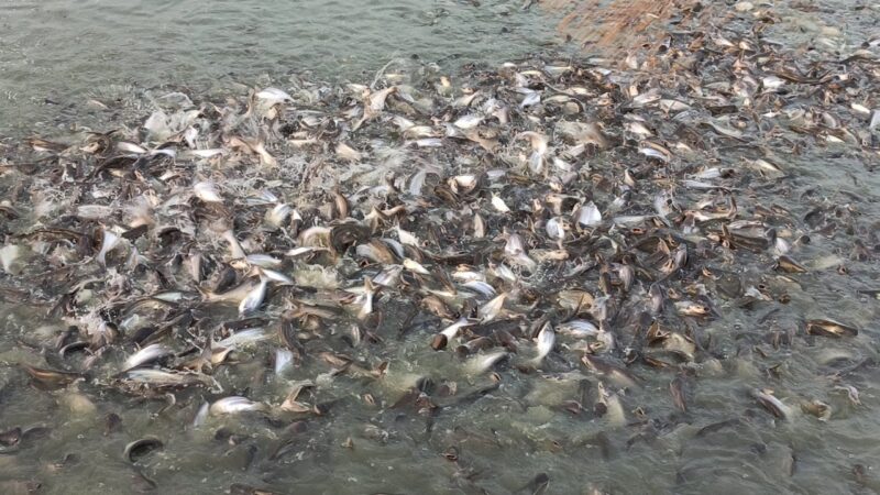 Pangasius Fish Farming In India - Step by Step Guide
