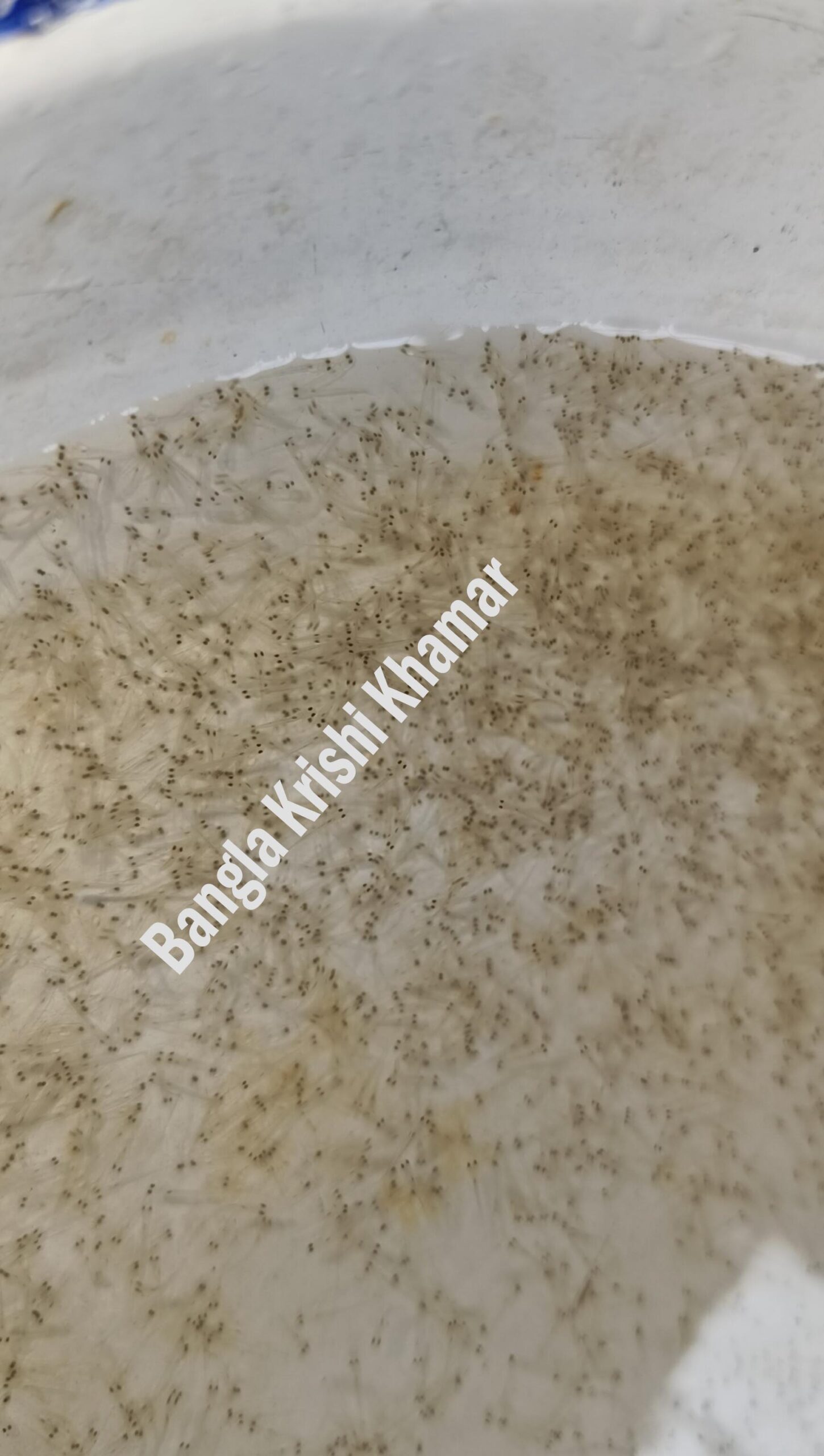 Rupchanda Fish Spawn - No.1 Quality Rupchanda Fish Spawn